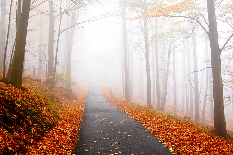 10 Reasons to Celebrate Fall - DIY in PDX