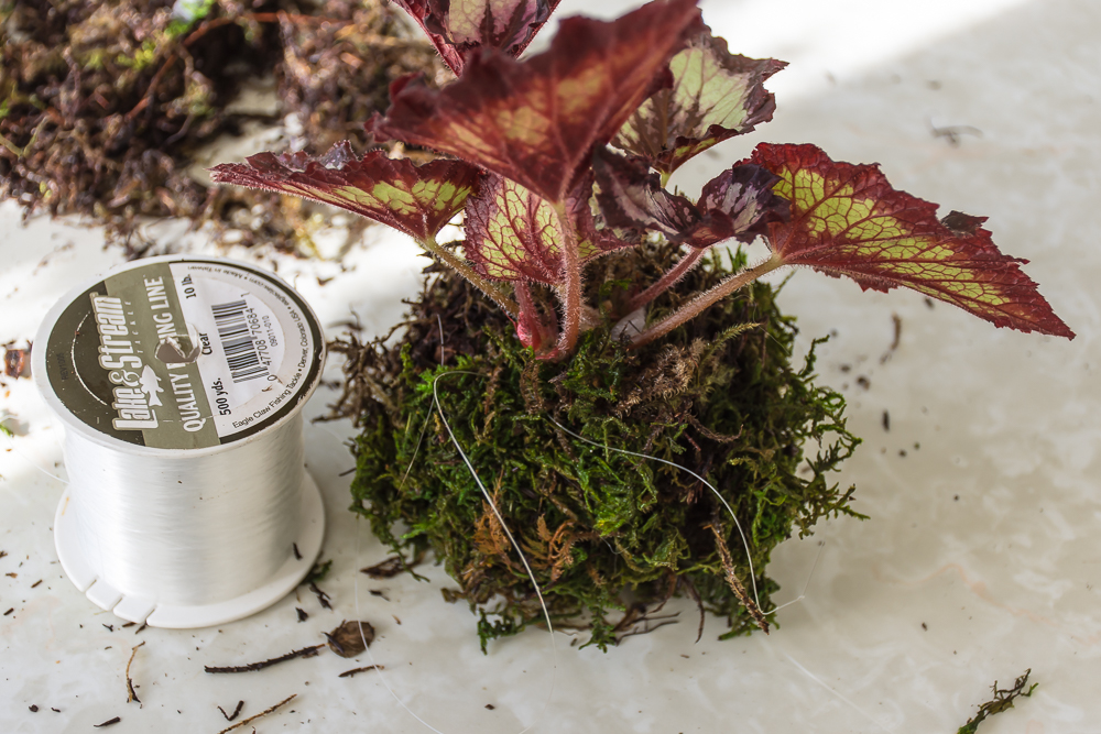 Learn How to Make Your Own DIY Kokedama Plant Moss Balls